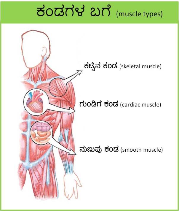 skeletal muscles – ಅರಿಮೆ